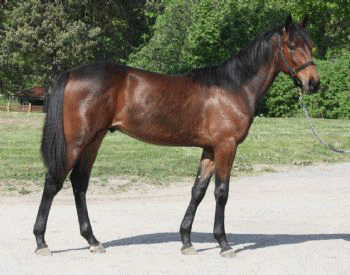 Stald KTAS skifter ud | TRAVSERVICE