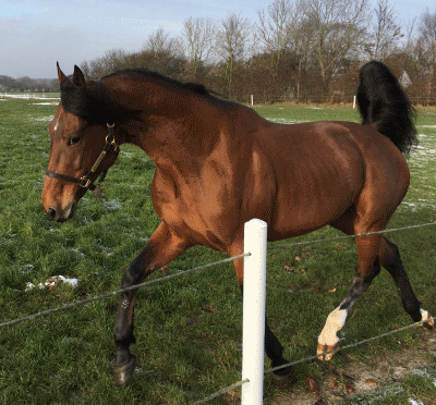 Bergen: Suveræn sejr | TRAVSERVICE