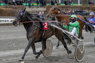 Vi mangler nogle flere heste som Chap AP! | TRAVSERVICE