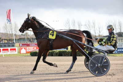 Sensei-heste på Åby | TRAVSERVICE