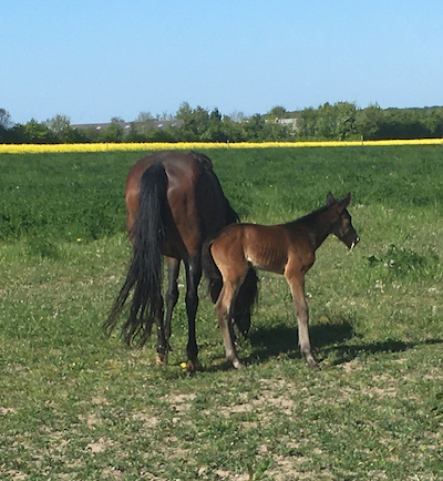 Eureka Downs første føl | TRAVSERVICE