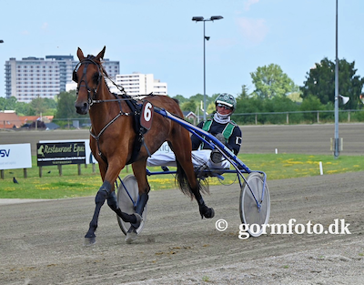 Lillesøster til Derbyfavorit godkendt | TRAVSERVICE