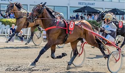 Gensyn med Emoji og Fossa | TRAVSERVICE