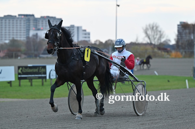 Ny hest til Stald KTAS » TRAVSERVICE