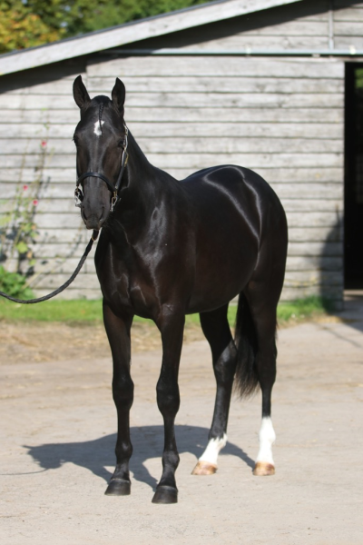 Danske Maria kom til fødselsdagsfest hos Melander » TRAVSERVICE